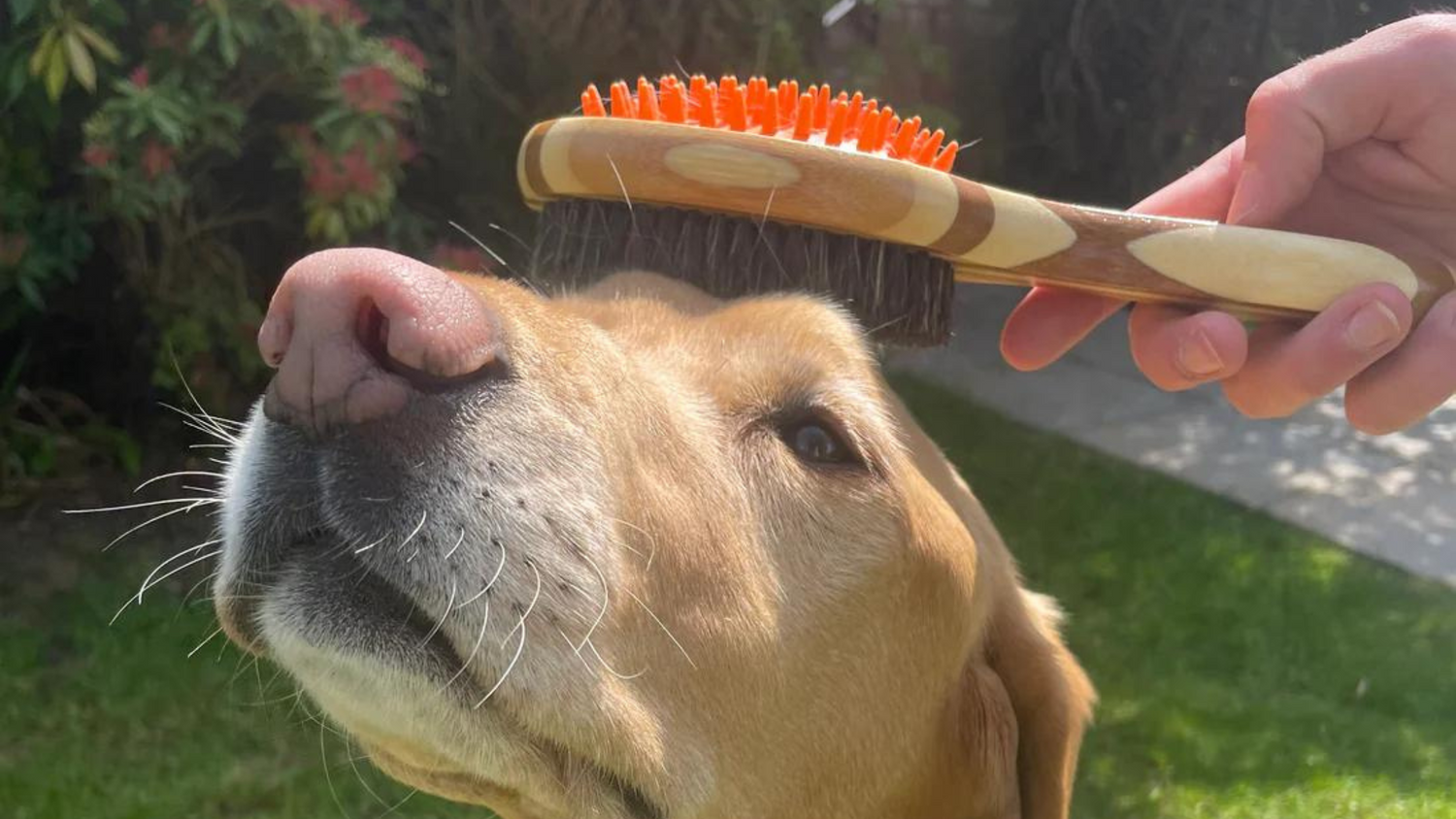 Tips for a Healthy and Shiny Coat – OurPetsLife